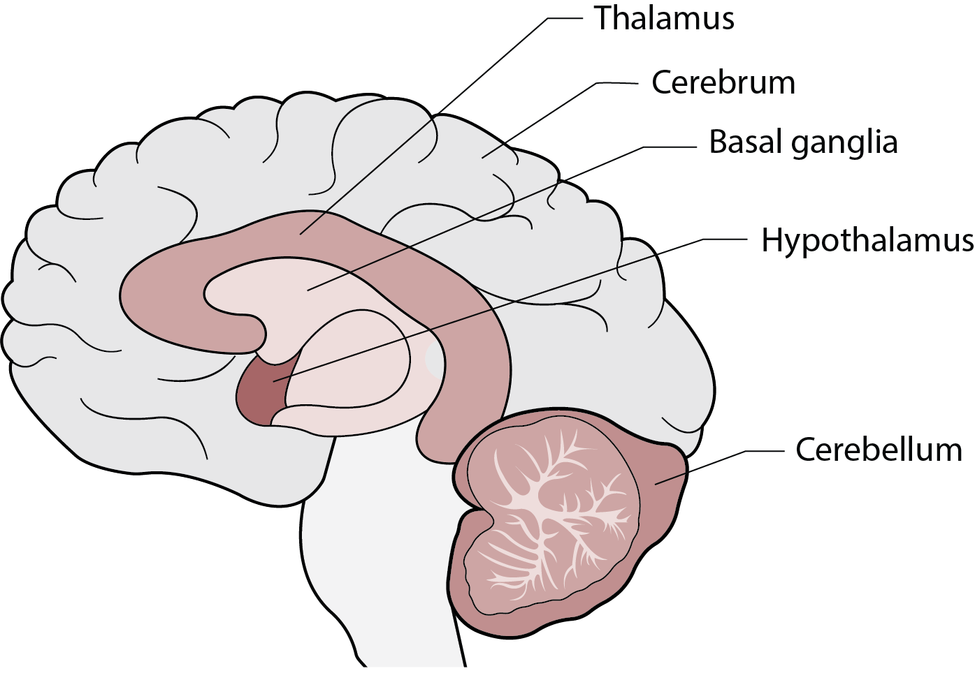Unraveling Spasmodic Dysphonia - Dysphonia International